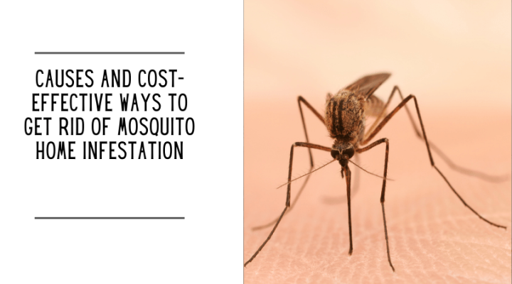 Causes and Cost-Effective Ways to Get Rid of Mosquito Home Infestation ...