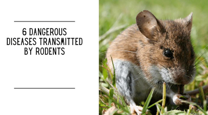 6 Dangerous Diseases Transmitted by Rodents - Avalon Services