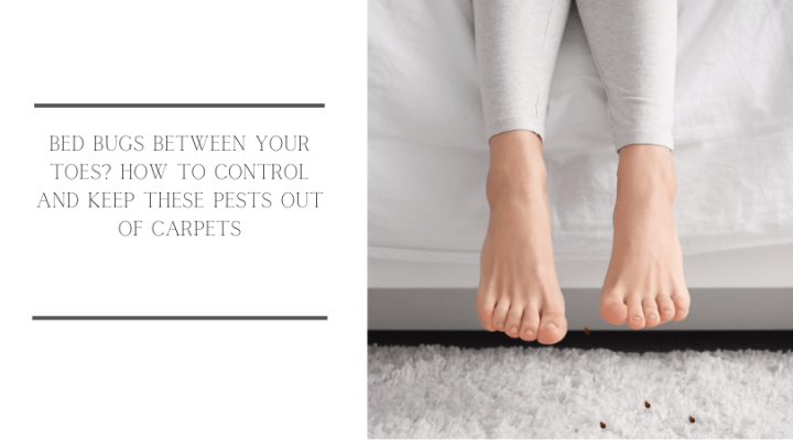 Bed Bugs Between Your Toes? How To Control and Keep These Pests Out Of ...