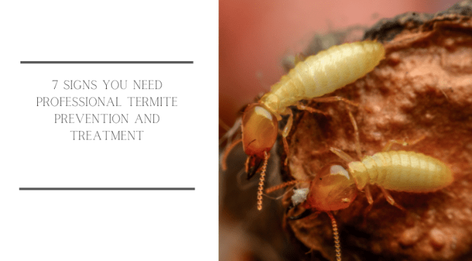7 Signs You Need Professional Termite Prevention and Treatment - Avalon ...
