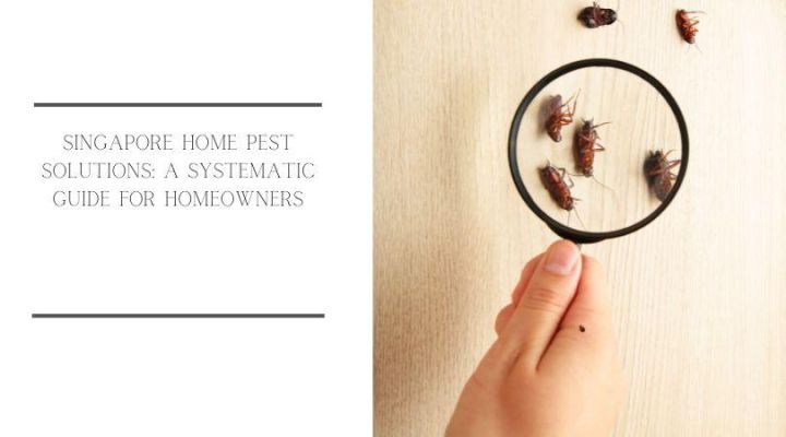 Singapore Home Pest Solutions: A Systematic Guide for Homeowners - Avalon Services