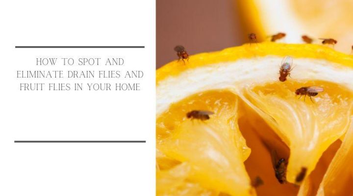 How to Spot and Eliminate Drain Flies and Fruit Flies in Your Home ...