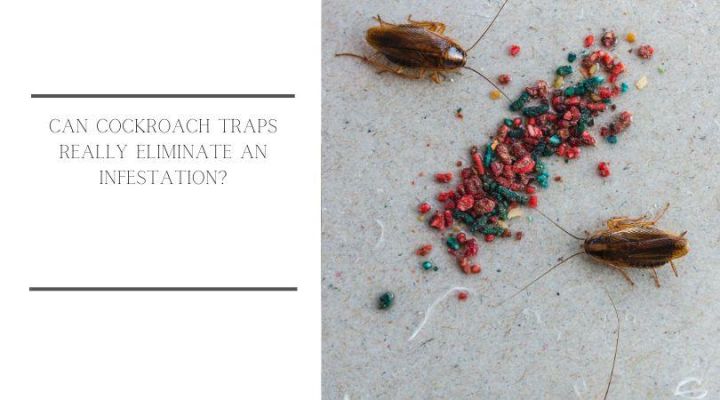 Can Cockroach Traps Really Eliminate an Infestation? - Avalon Services