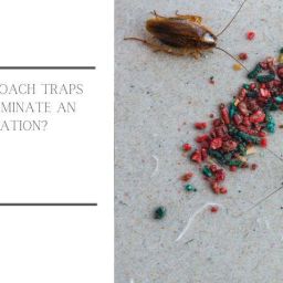 Cockroaches, A Silent Threat to Your Health - Avalon Services