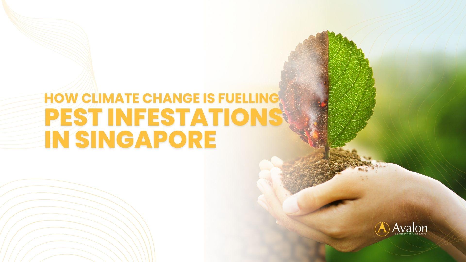 How Climate Change Is Fuelling Pest Infestations in Singapore - Avalon ...