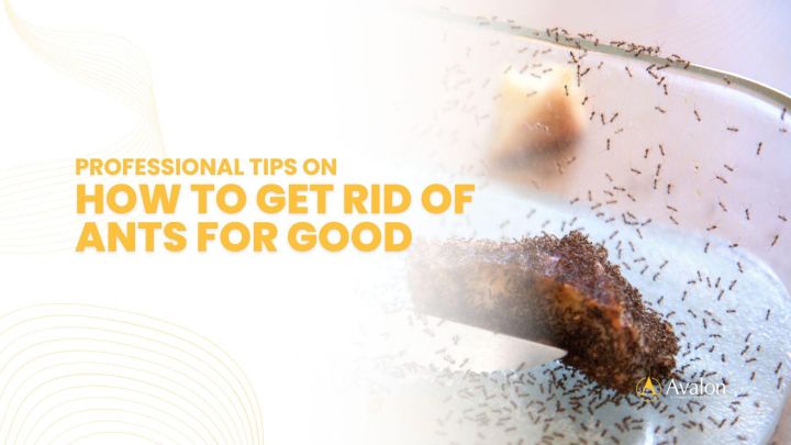 Professional Tips on How to Get Rid of Ants for Good - Avalon Services