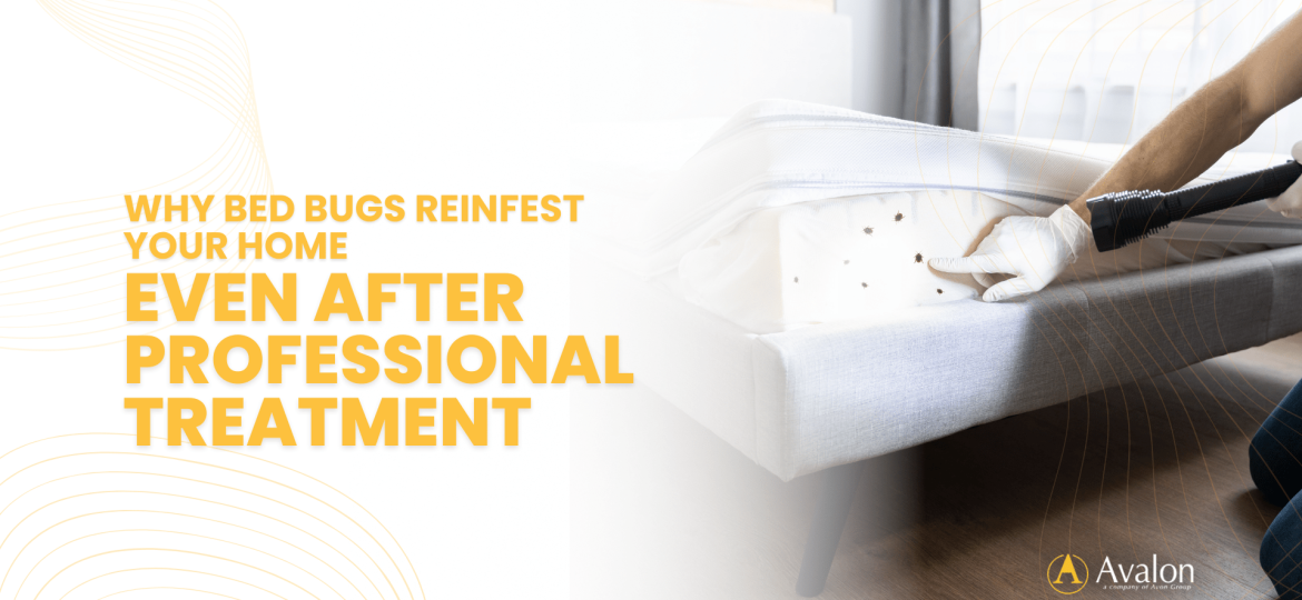 Why Bed Bugs Persist Even After Professional Treatment - Avalon Services