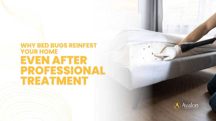 Why Bed Bugs Persist Even After Professional Treatment - Avalon Services